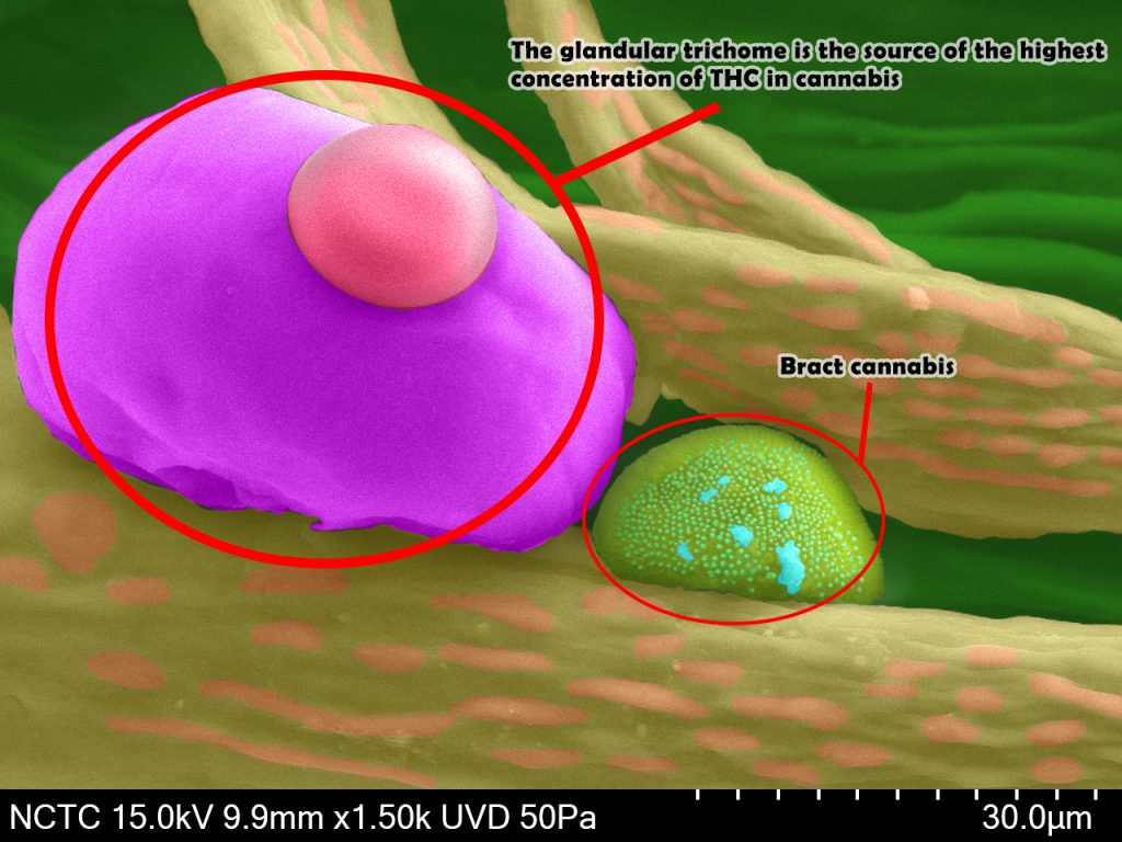 Cannabis under the scanning electron microscope – THAILAND SCIENTIFIC ...